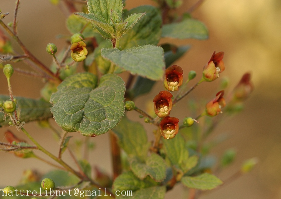 玄参Scrophularia ningpoensis | Nature Library