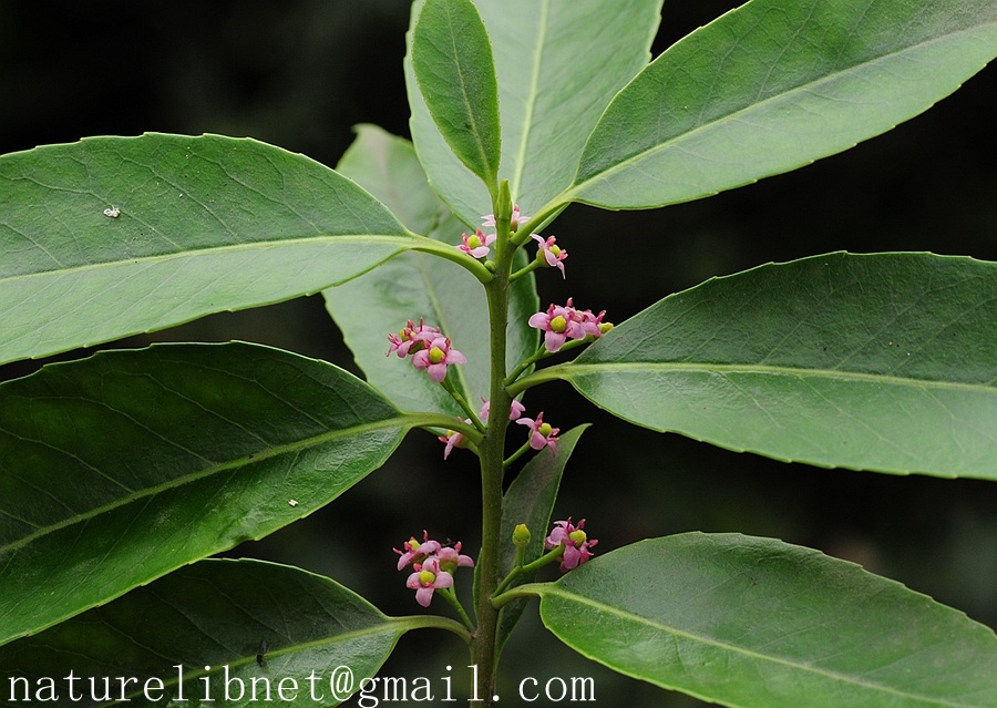 冬青Ilex chinensis | Nature Library