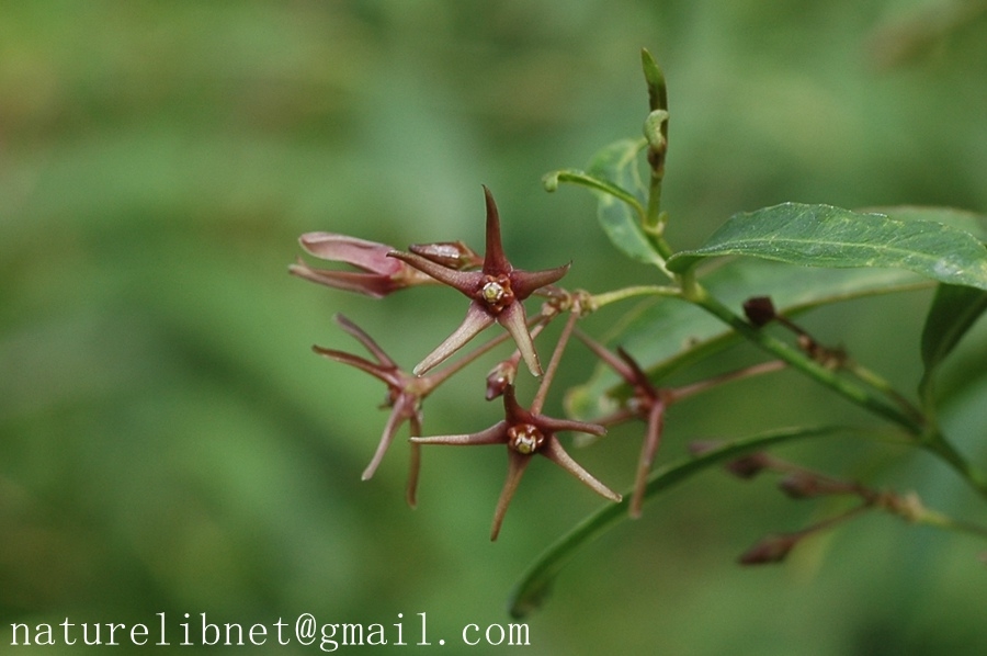 柳叶白前Cynanchum stauntonii | Nature Library