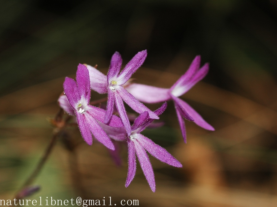 长瓣马铃苣苔 Oreocharis auricula | Nature Library