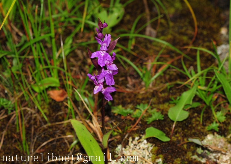 广布小红门兰 Ponerorchis chusua | Nature Library