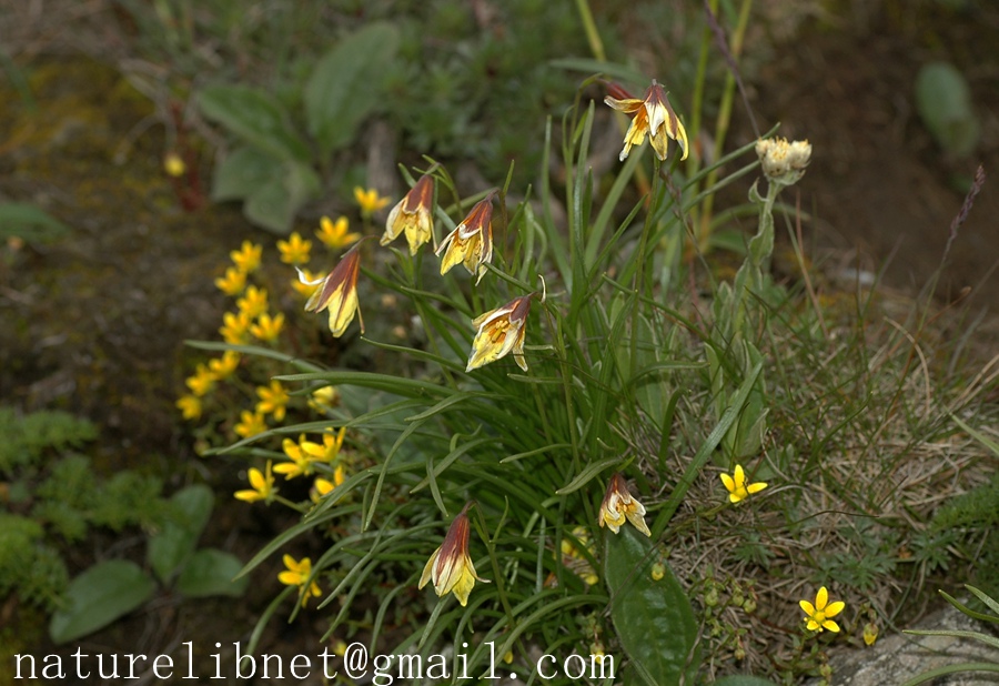 西藏洼瓣花 Lloydia tibetica | Nature Library