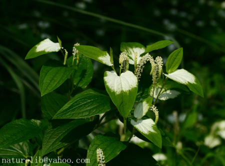 三白草 Saururus chinensis | Nature Library