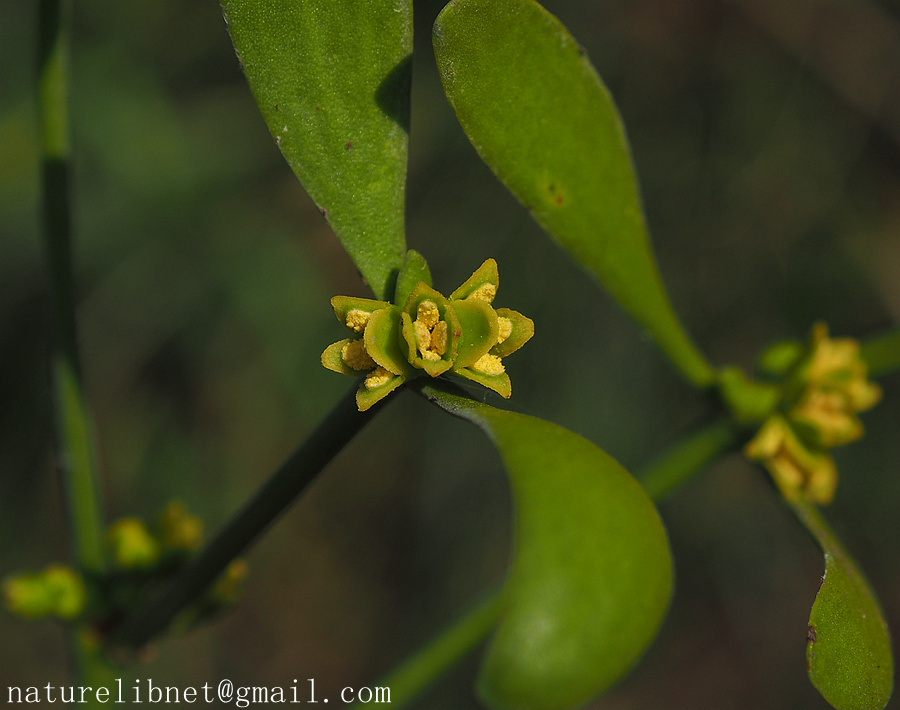 槲寄生 Viscum coloratum | Nature Library