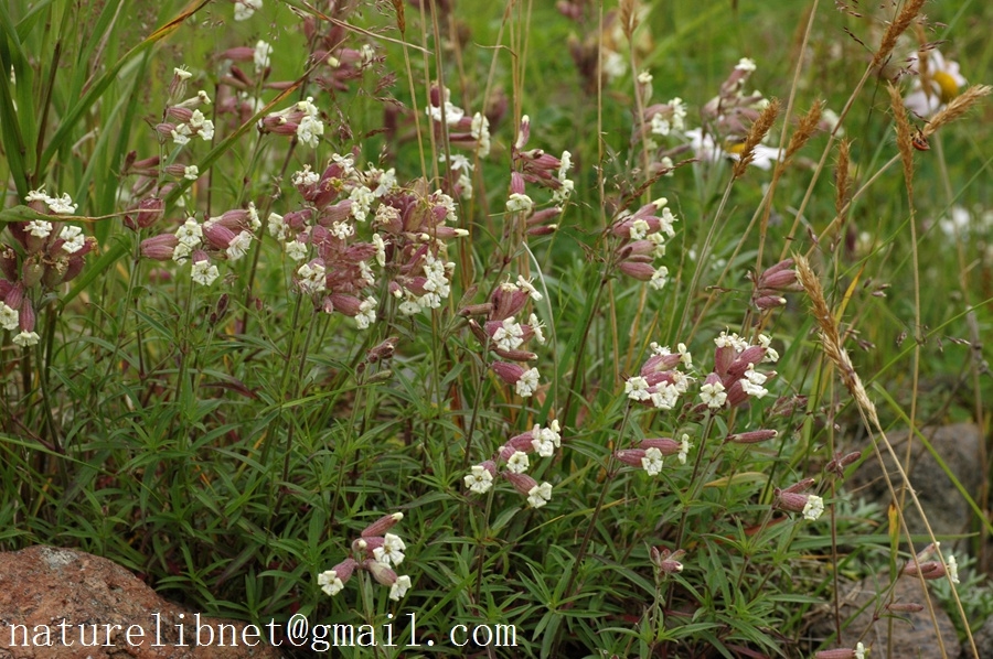 蔓茎蝇子草 Silene repens | Nature Library