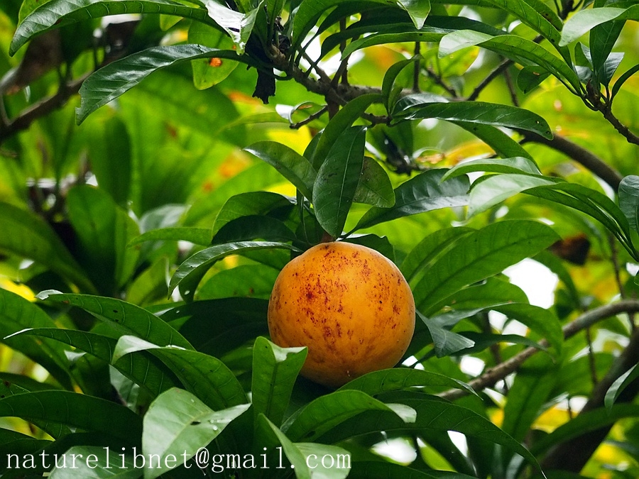 蛋黄果 Pouteria campechiana | Nature Library