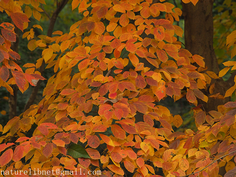 银缕梅 Parrotia subaequalis | Nature Library