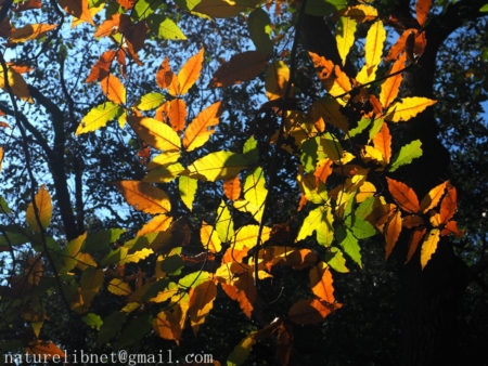 台湾水青冈 Fagus hayatae | Nature Library