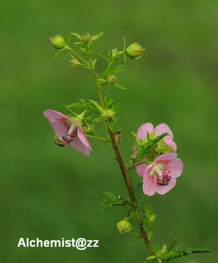 南非葵 Anisodontea capensis | Nature Library