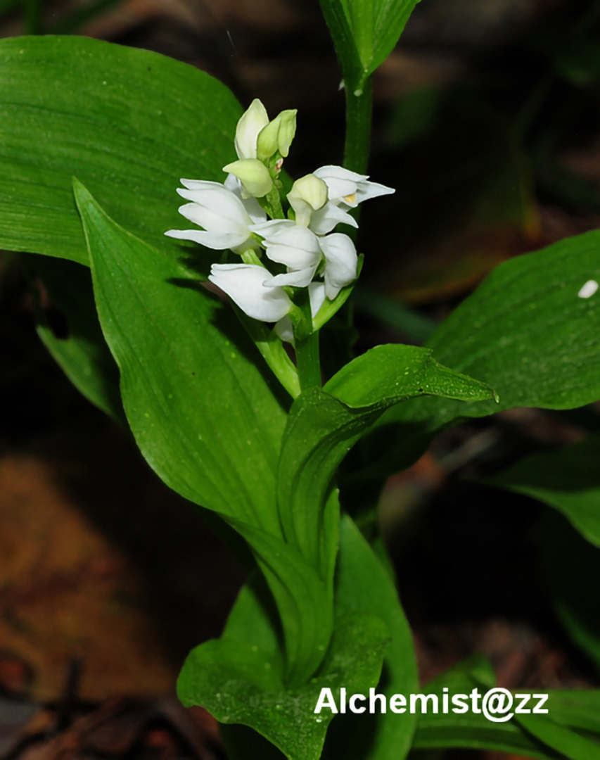 银兰 Cephalanthera erecta | Nature Library