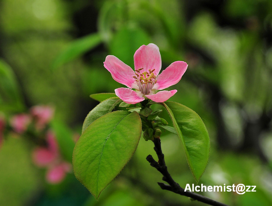 木瓜 Pseudocydonia sinensis | Nature Library
