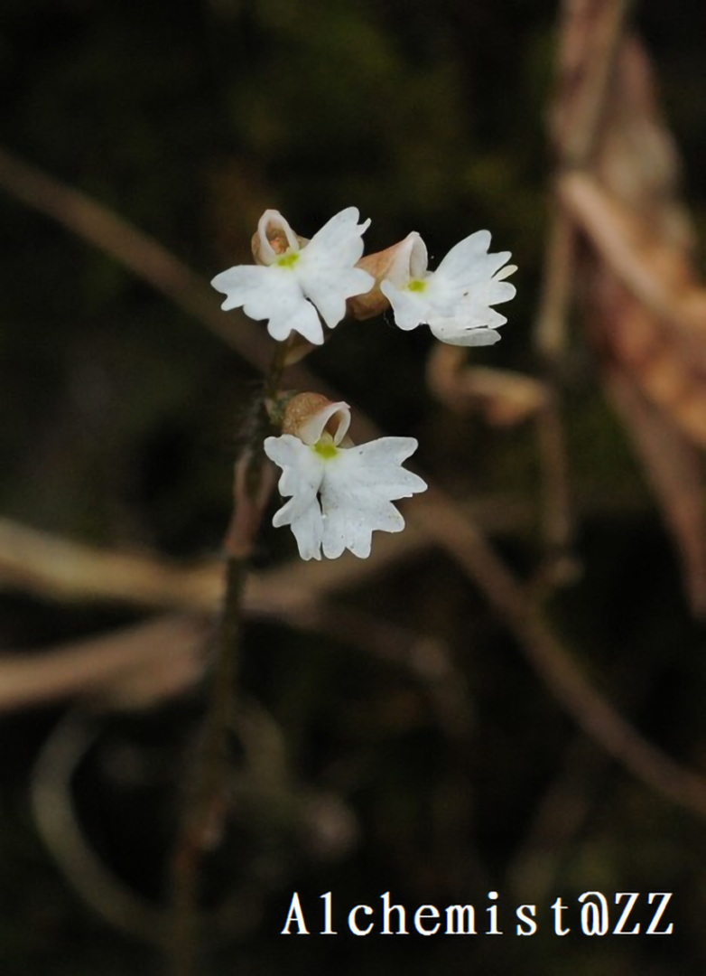 中华叉柱兰 Cheirostylis chinensis | Nature Library