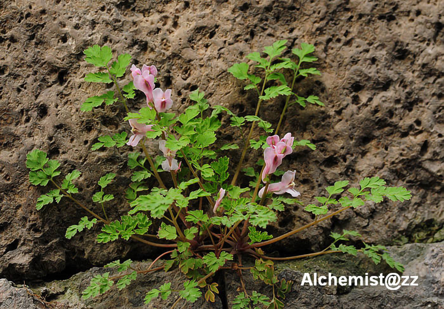 紫堇 Corydalis edulis | Nature Library
