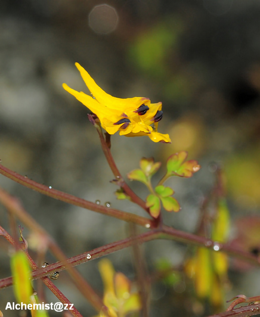 纤细黄堇 Corydalis gracillima | Nature Library