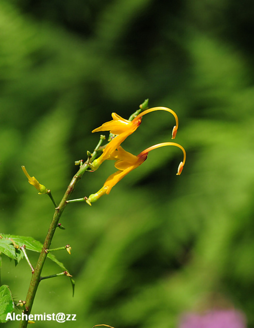 舞花姜 Globba racemosa | Nature Library