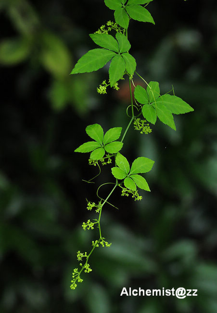 绞股蓝 Gynostemma pentaphyllum | Nature Library