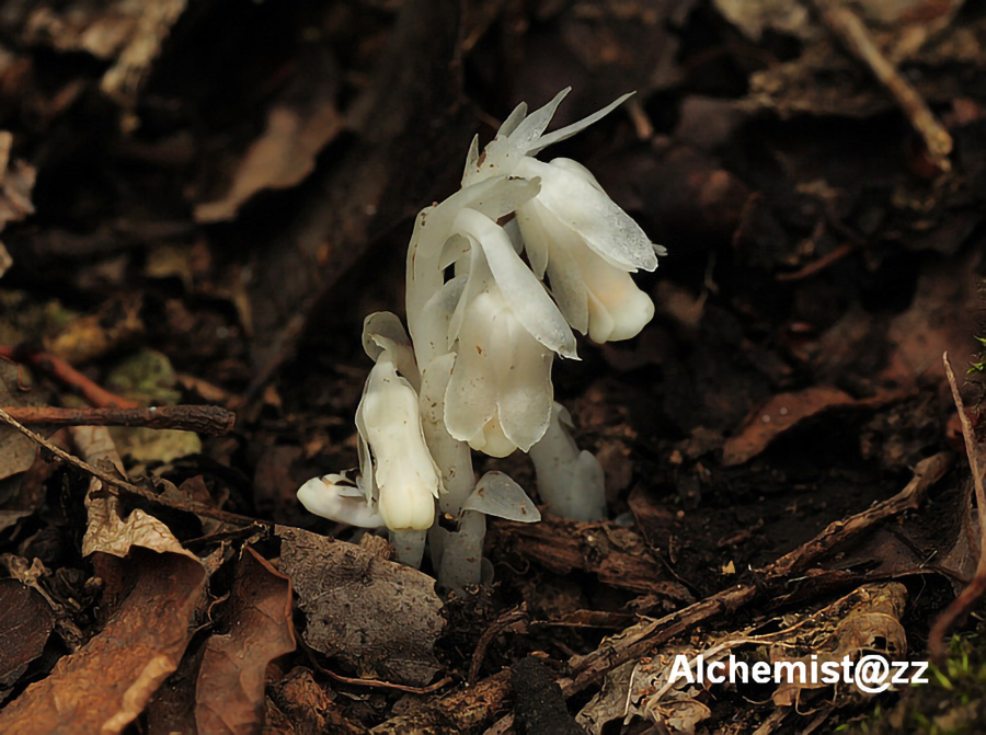 球果假沙晶兰 Monotropastrum humile | Nature Library