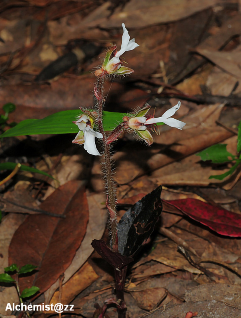 西南齿唇兰Odontochilus elwesii | Nature Library