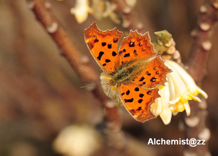 黄钩蛱蝶Polygonia c-aureum | Nature Library