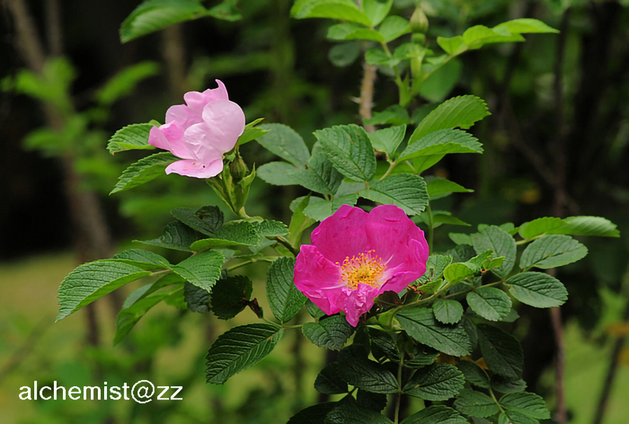 玫瑰 Rosa rugosa | Nature Library