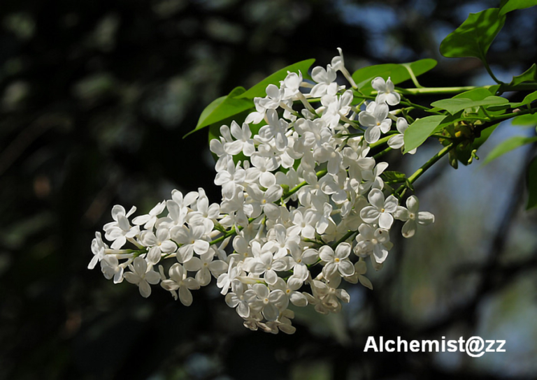 白丁香Syringa oblata var. alba | Nature Library