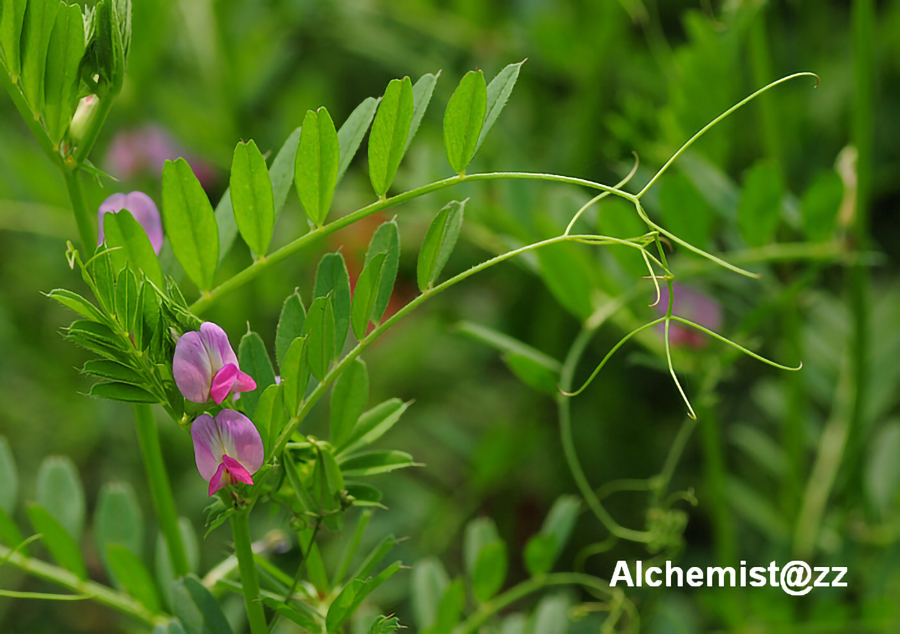 救荒野豌豆 Vicia sativa | Nature Library