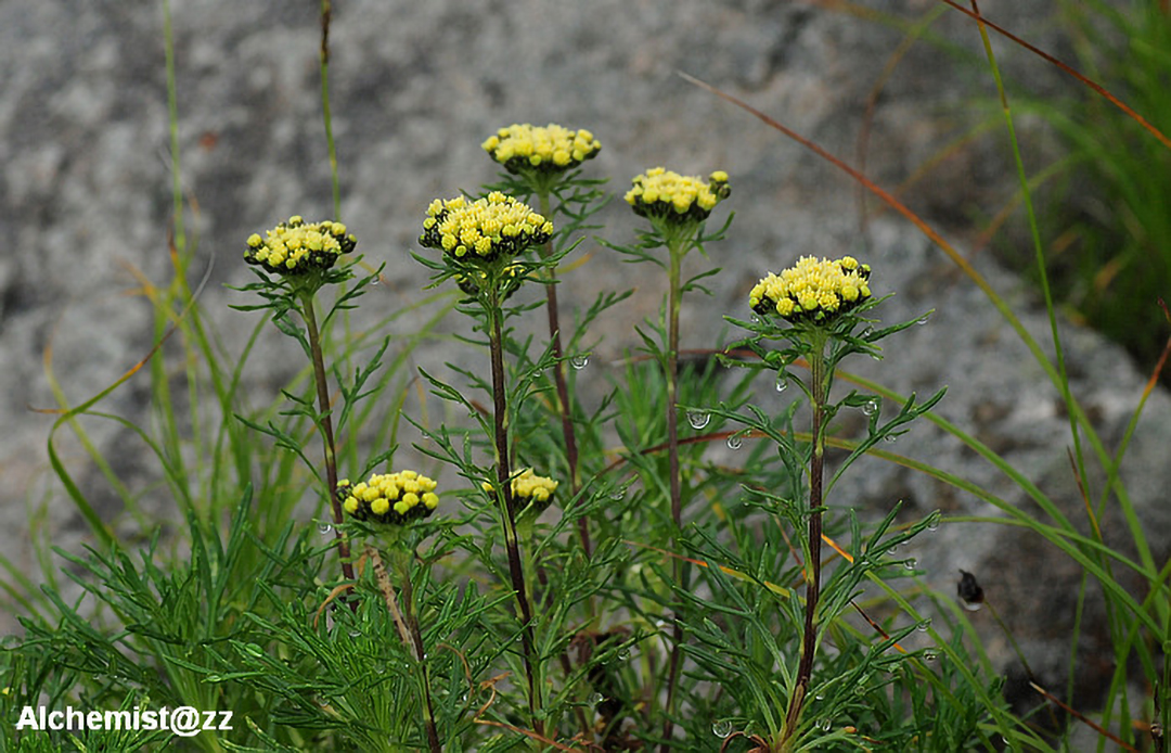 异叶亚菊 Ajania variifolia | Nature Library