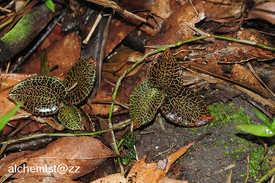 金线兰 Anoectochilus roxburghii | Nature Library