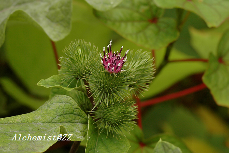 牛蒡 Arctium lappa | Nature Library