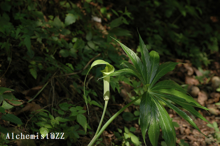 一把伞南星 Arisaema erubescens | Nature Library