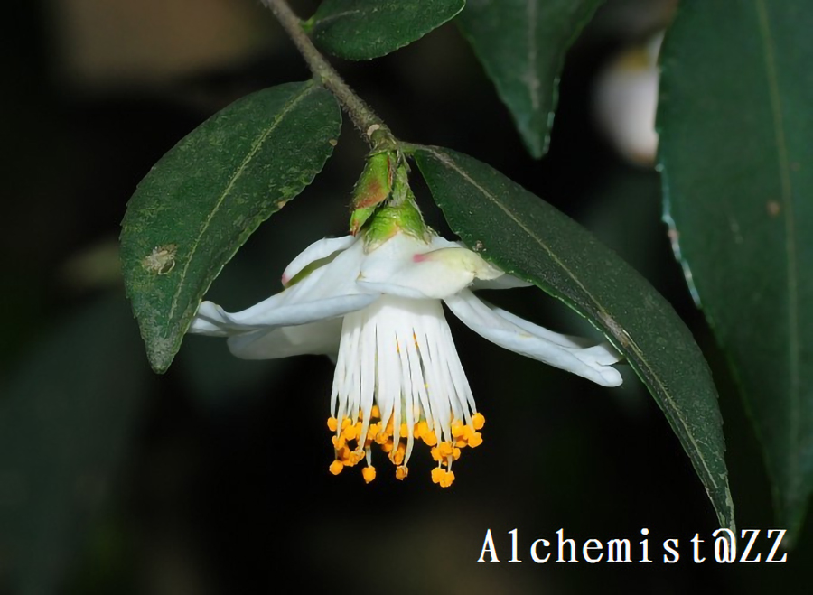 Theaceae | Nature Library