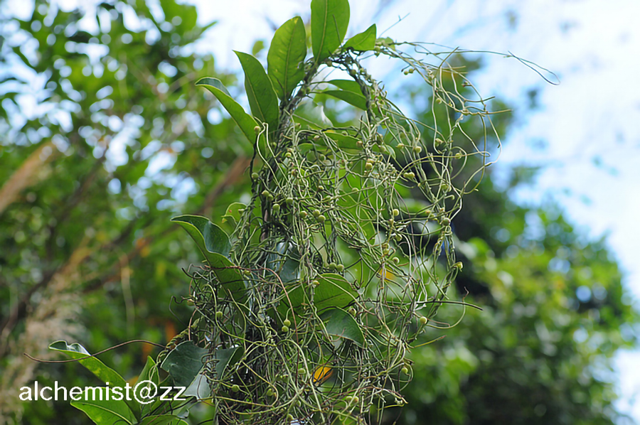 无根藤 Cassytha filiformis | Nature Library