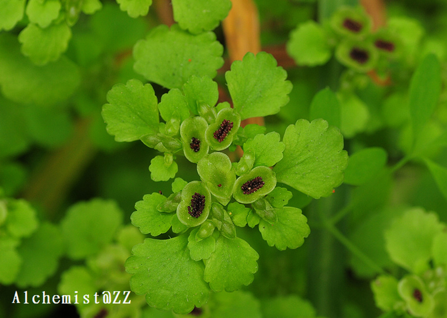日本金腰 Chrysosplenium japonicum | Nature Library
