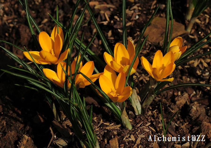 番红花Crocus sativus | Nature Library