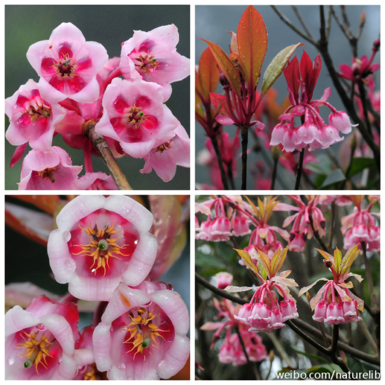 吊钟花Enkianthus quinqueflorus | Nature Library