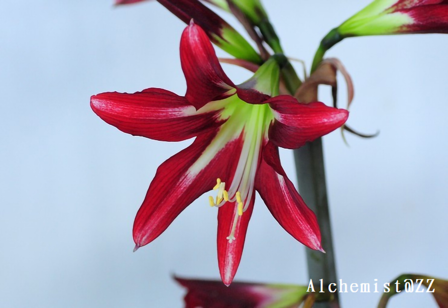 朱顶红Hippeastrum striatum | Nature Library