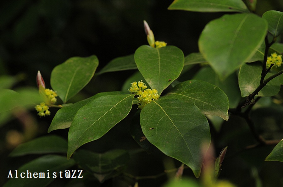 香叶树 Lindera communis | Nature Library