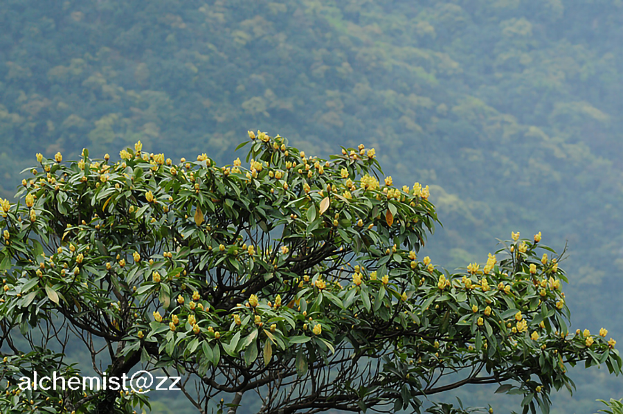 浙江润楠Machilus chekiangensis | Nature Library