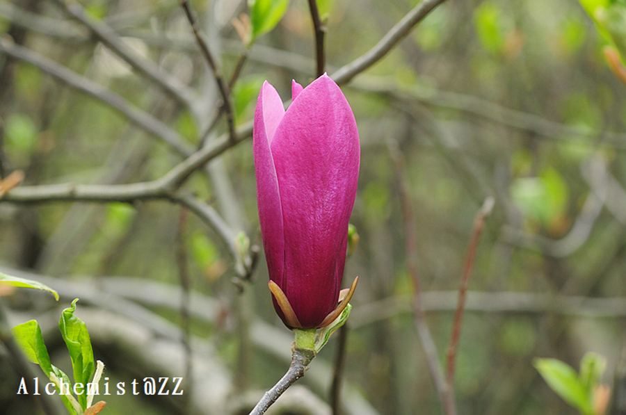紫玉兰 Magnolia liliiflora | Nature Library