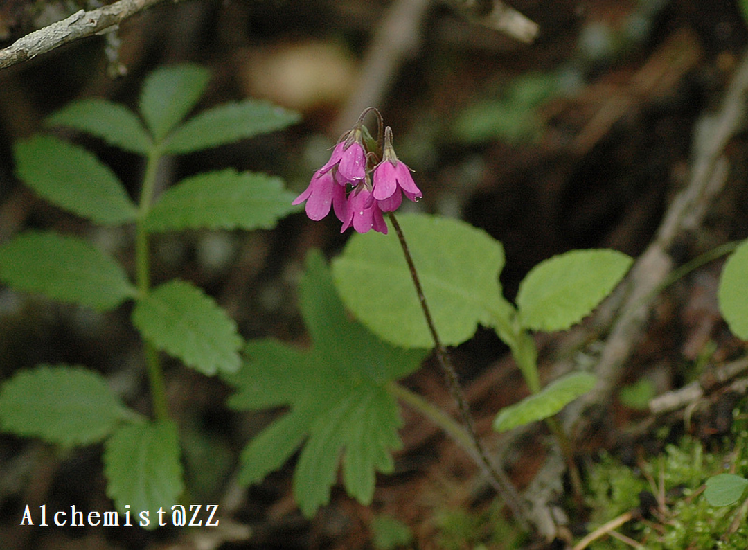 河北假报春 Primula matthioli subsp. pekinensis | Nature Library