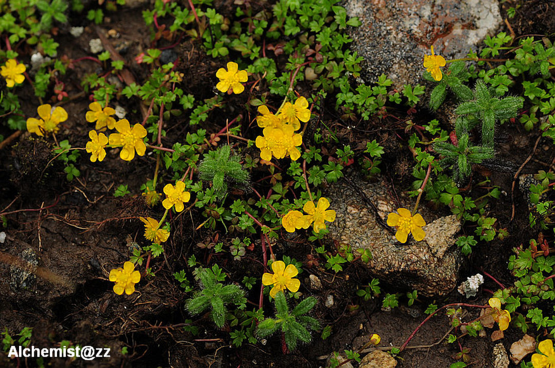太白山毛茛 Ranunculus petrogeiton | Nature Library