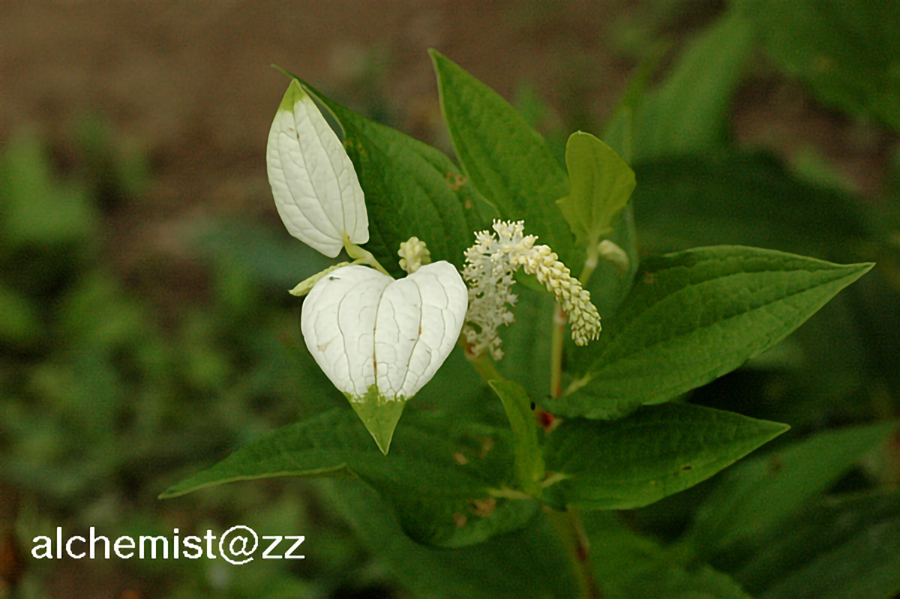 三白草 Saururus chinensis | Nature Library