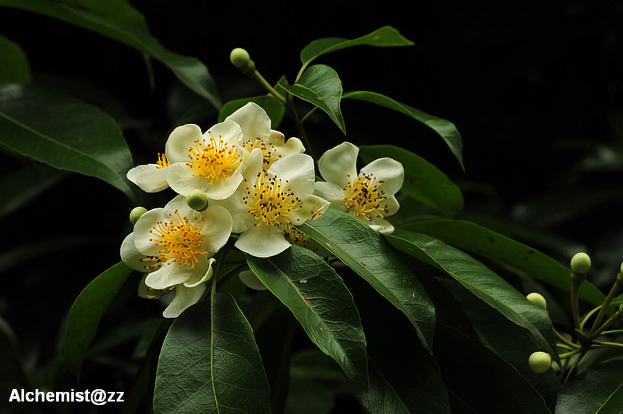 木荷 Schima superba | Nature Library