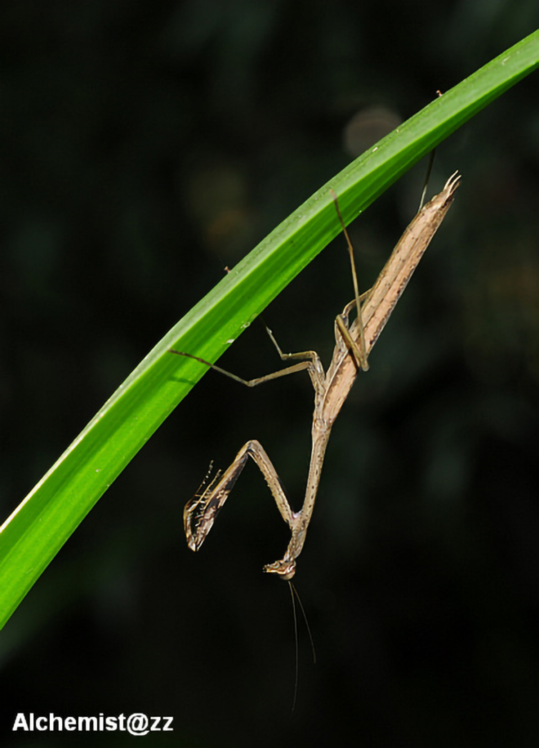 棕静螳Statilia maculata | Nature Library