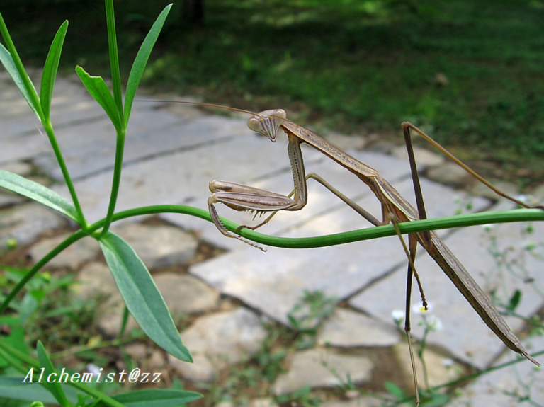 棕静螳Statilia maculata | Nature Library