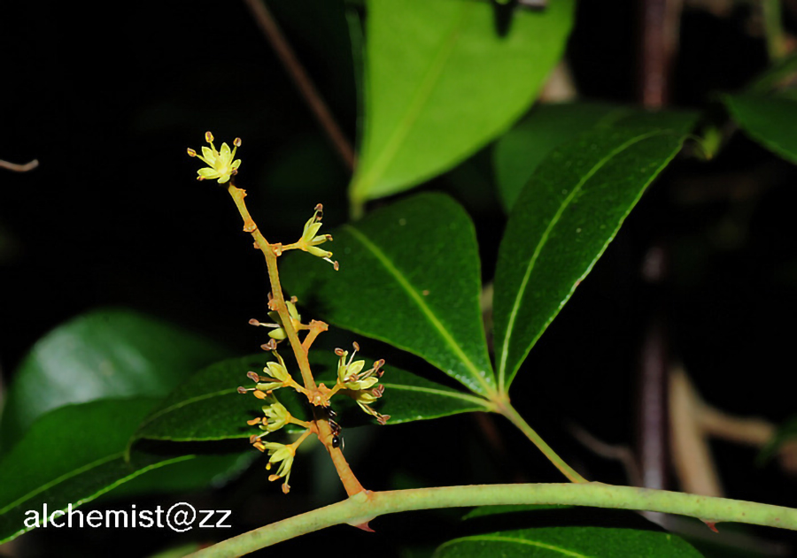 飞龙掌血Toddalia asiatica | Nature Library