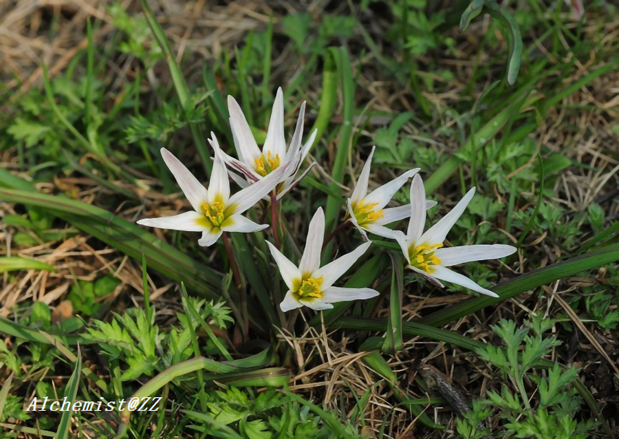 老鸦瓣 Amana edulis | Nature Library