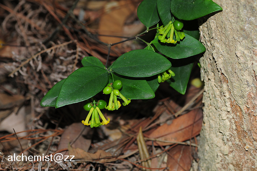 细轴荛花Wikstroemia nutans | Nature Library