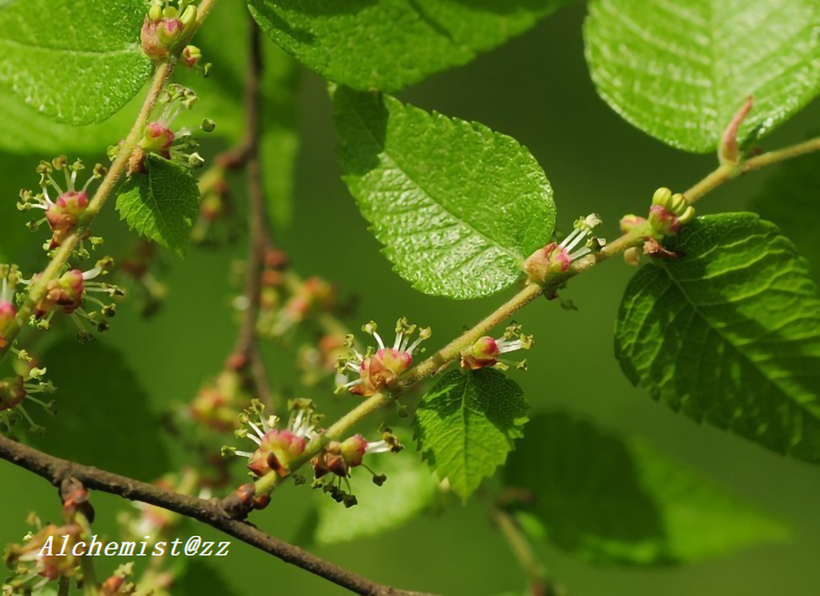 榉树 Zelkova serrata | Nature Library