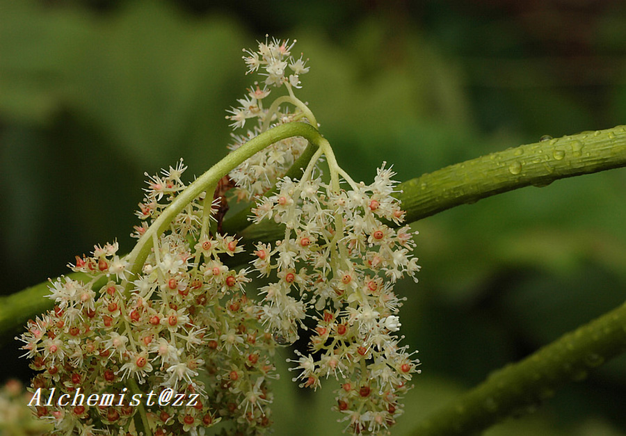 大叶子 Astilboides tabularis | Nature Library